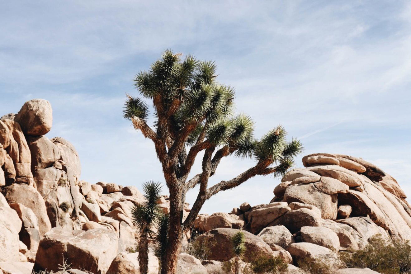 Why Aren’t There Baby Joshua Trees? | Modern Adventure