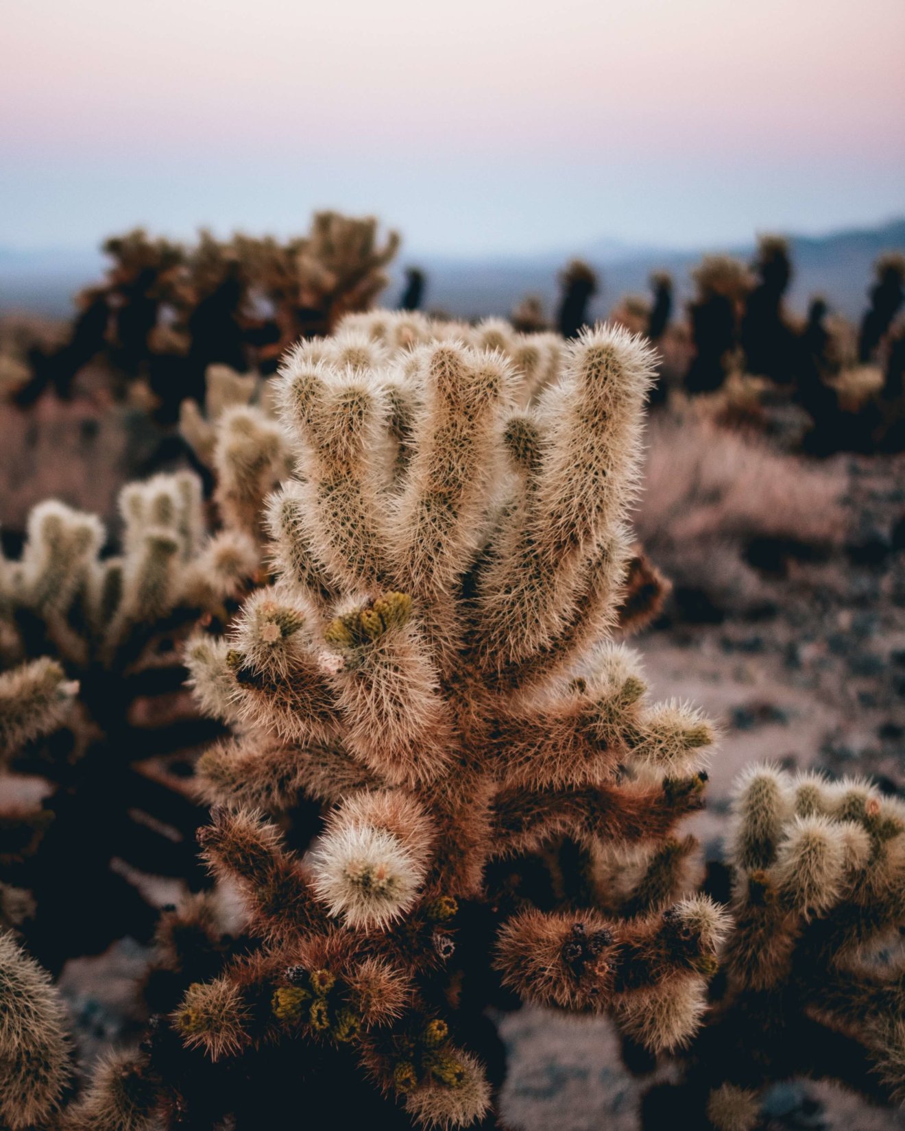 Why Aren’t There Baby Joshua Trees? | Modern Adventure