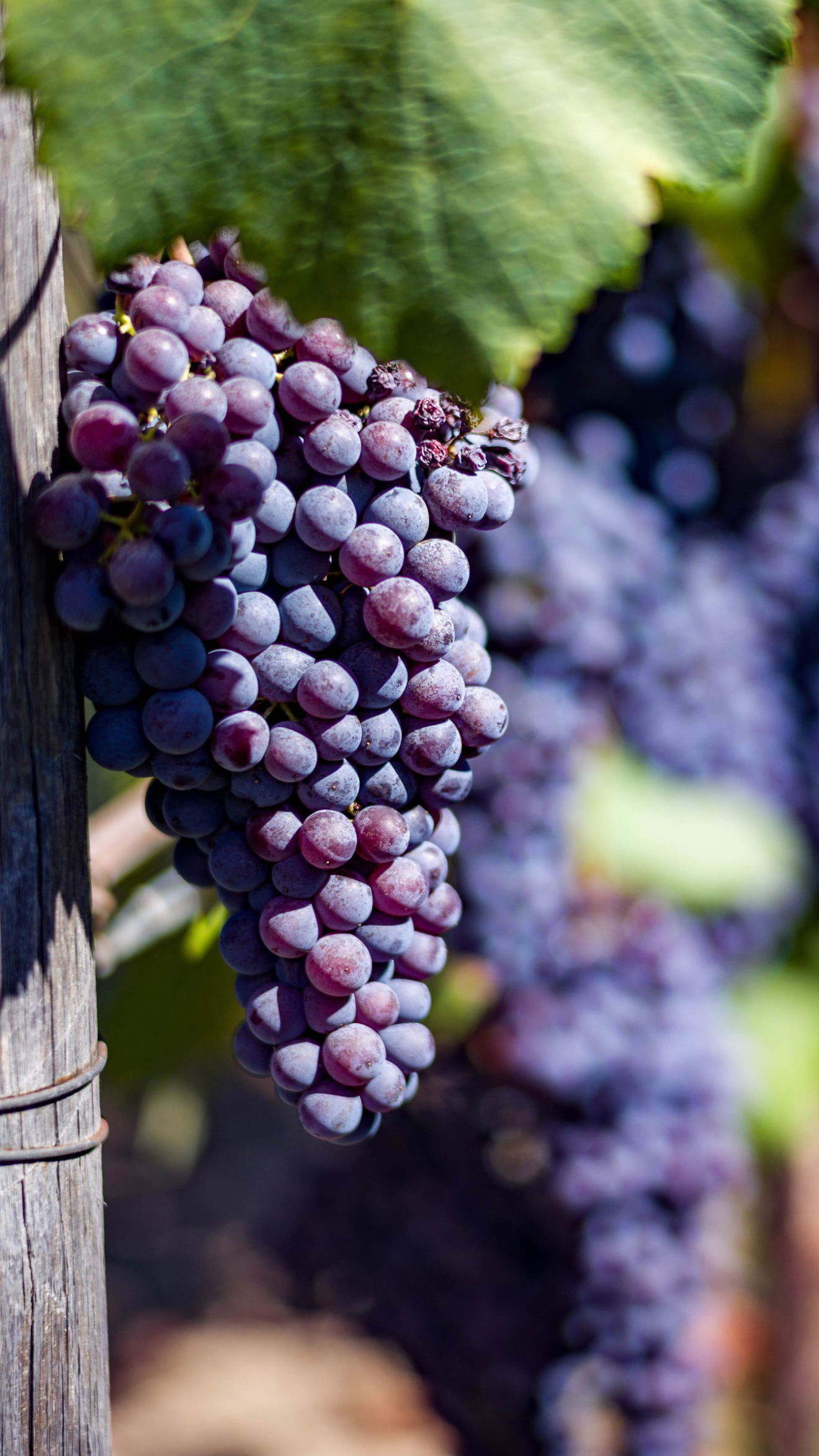 The Haro Wine Festival: A Cultural Celebration in Spain